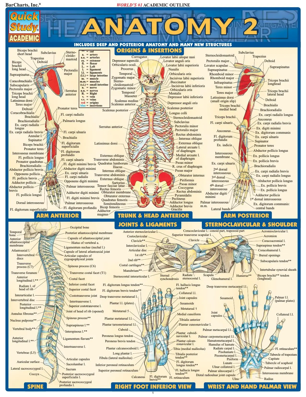 Anatomy 2 Quick Study Academic AvaxHome
