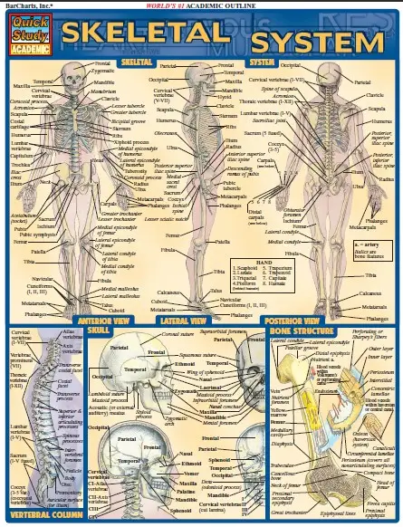 Skeletal System Quick Study Academic AvaxHome skeletal-system-quick-study-academic-avaxhome
